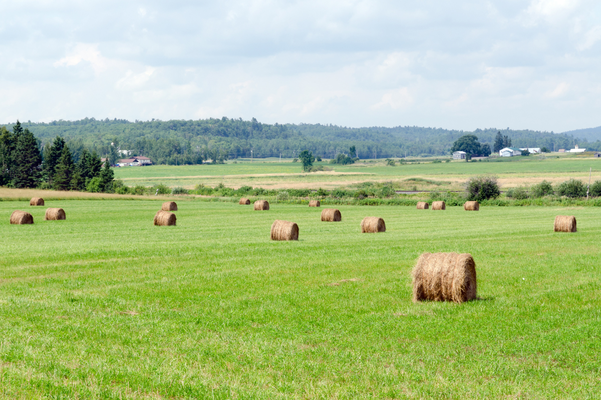 The Circus Horse – Barn Rats' Blog